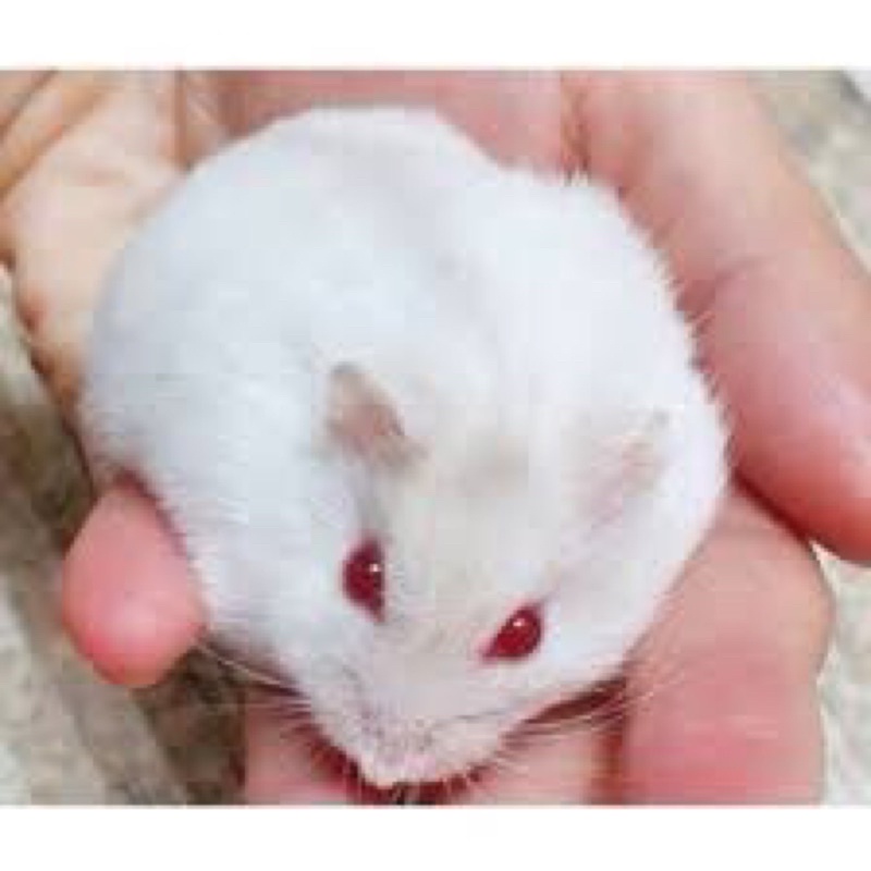 Jual Hamster Winter White Pearl Red Eye (FREE PACKING) | Shopee Indonesia
