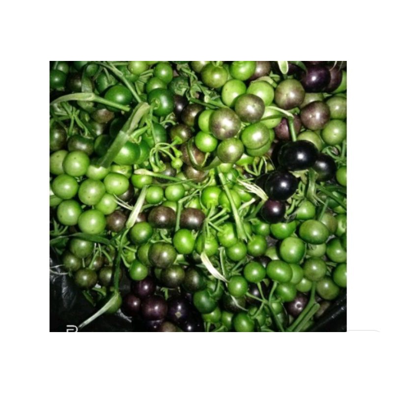 Jual tanaman pohon lenca sayur | Shopee Indonesia