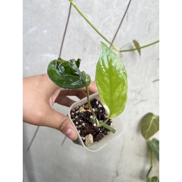 Jual epipremnum hanoman sp bali | Shopee Indonesia