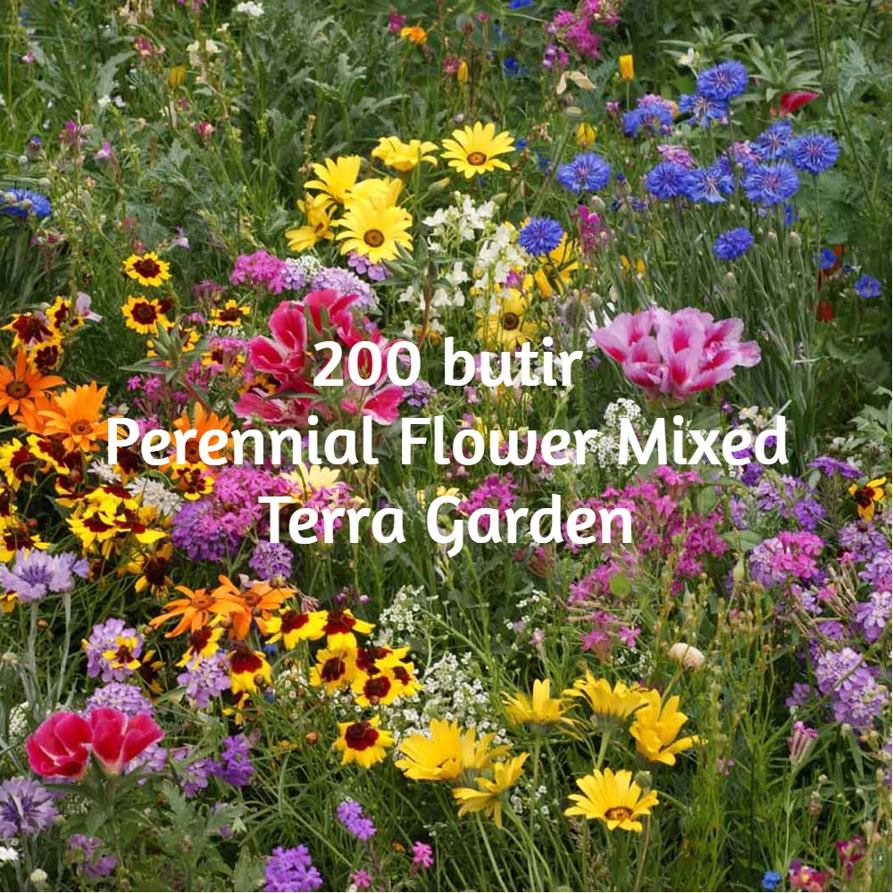Jual Bibit Benih Biji Bunga Perennial Flower Mixed bunga tanaman ...
