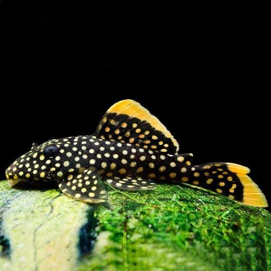 Jual Pleco L018 Golden Nugget | Shopee Indonesia