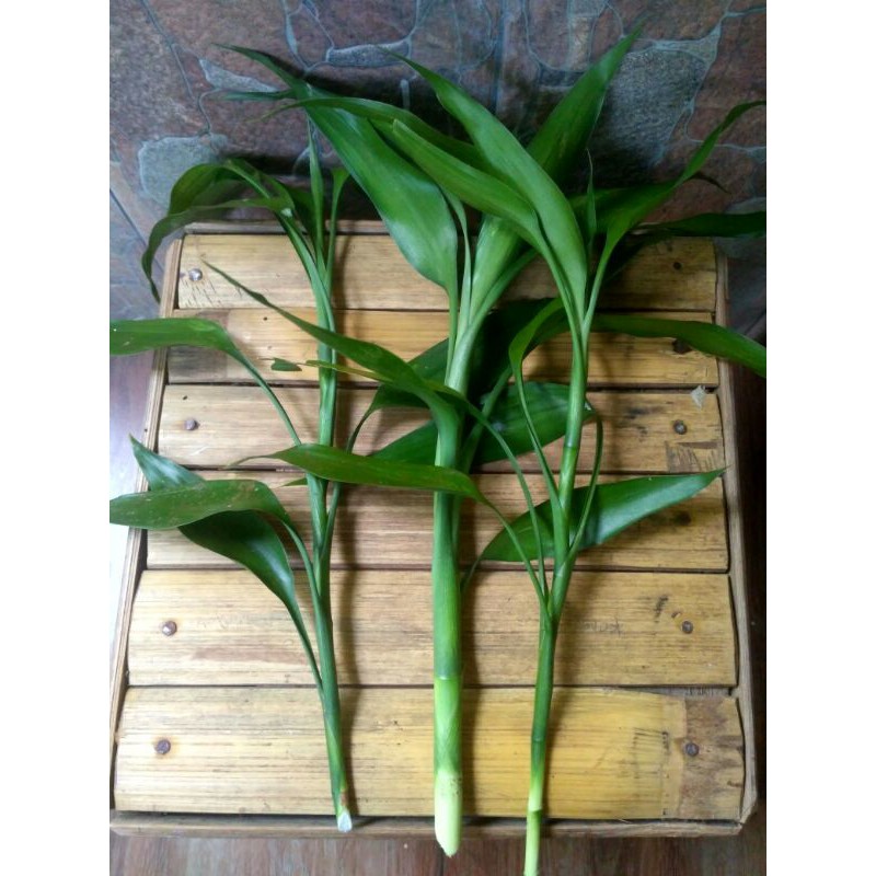 Jual BAMBU HOKI / BAMBU SRI REJEKI (TANAMAN HIAS) | Shopee Indonesia