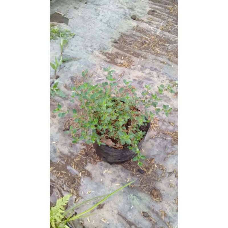 Jual tanaman thimy/thimus/Thyme vulgaris | Shopee Indonesia