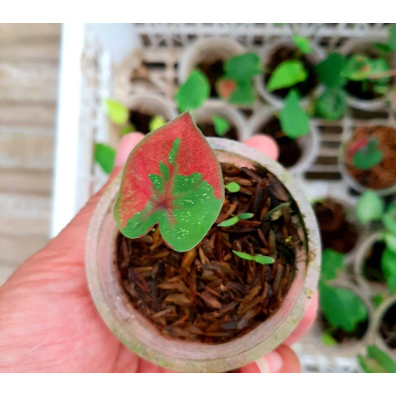 Jual Caladium Infinity / bunga keladi / tanaman hias keladi murah ...