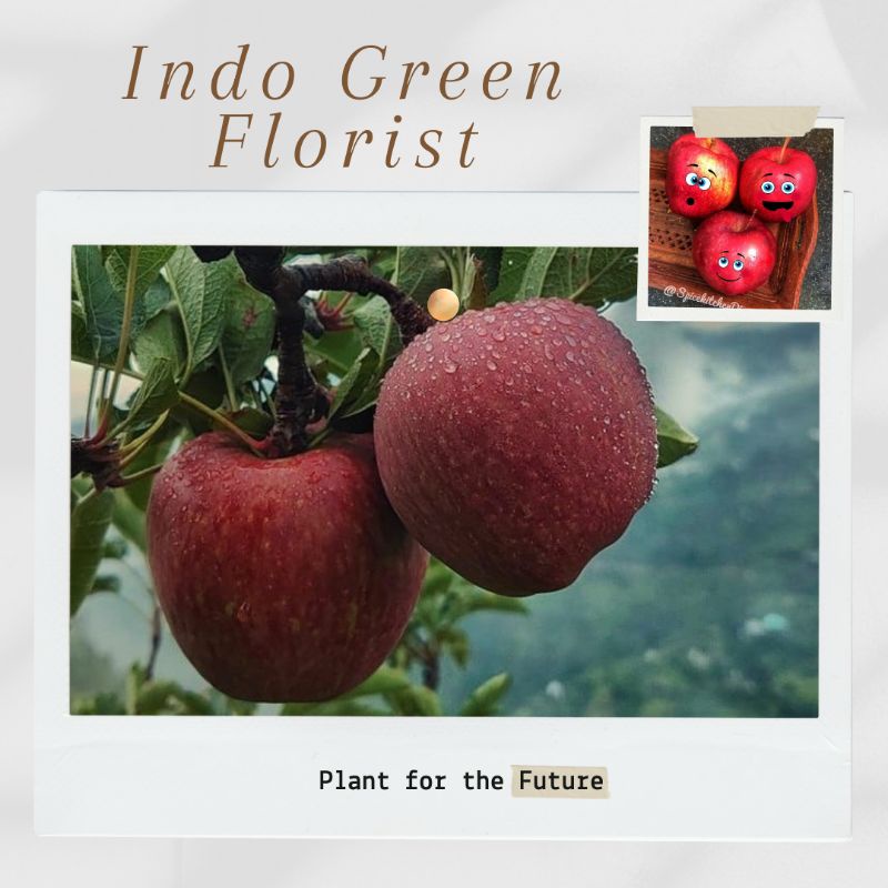 Jual Bibit Apel Fuji Merah Cepat Berbuah / Tanaman Buah Apel Fuji Super ...