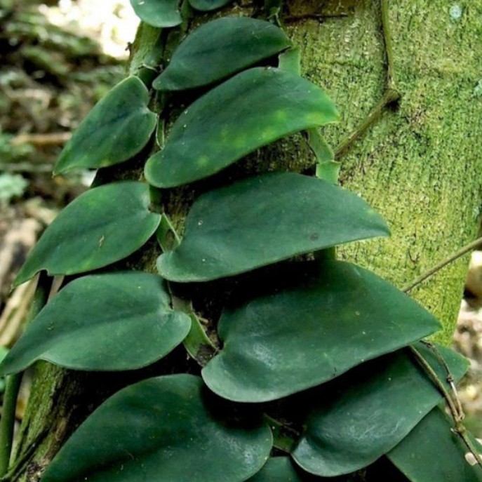 Jual Tanaman Hias Rhaphidophora Crassifolia Tesa# Tanaman gantung ...