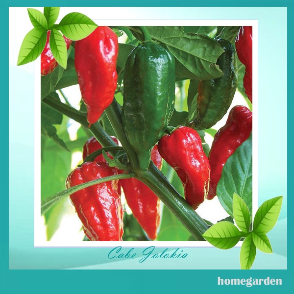 Jual Benih Cabe Jolokia Bibit Cabe India Super Pedas Bibit Cabe ...