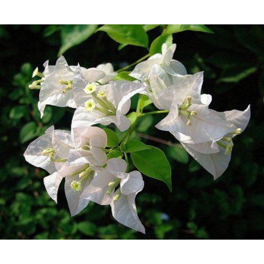 Jual Bugenvil - Bougenville - Bugenvil White - Bunga Putih - Tanaman ...