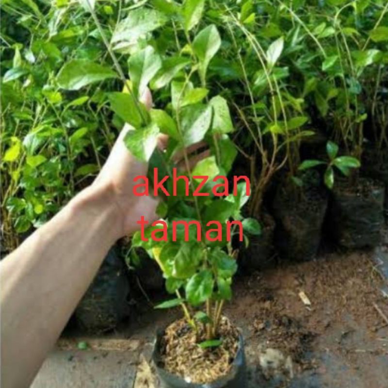 Jual tanaman rumbai leekwanyuu | Shopee Indonesia