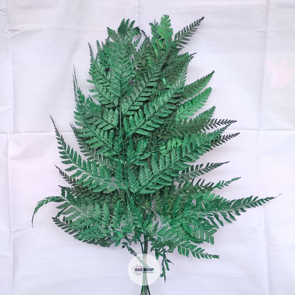 Jual Dried Flower [ DAUN PAKIS ] Kering isi 5_6 tangkai | Shopee Indonesia
