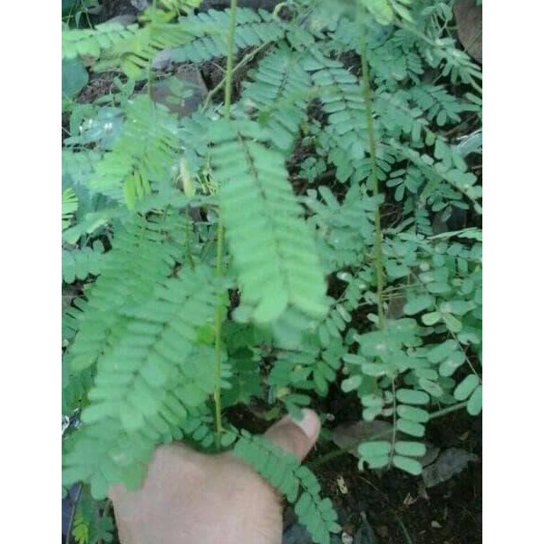 Jual Xeon Bibit Tanaman Herbal Saga Rambat / Pohon Saga Herbal Sb4Ng ...