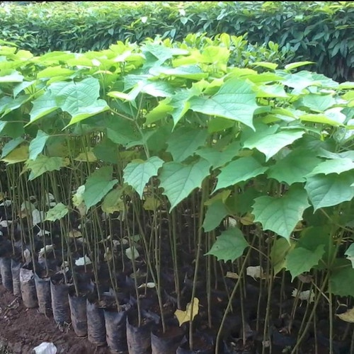 Jual Seed Center Bibit Benih Tanaman Gmelina Jati Putih (5 Seeds ...