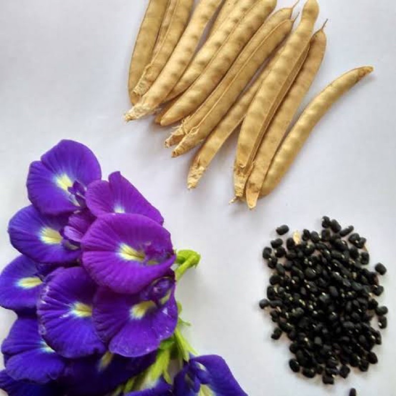 Jual BENIH / BIJI BUNGA TELANG BIRU BUTTERFLY PEA 10 BUTIR | Shopee ...