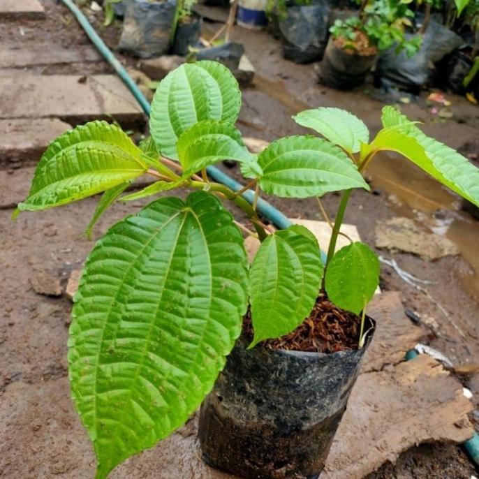 Jual jual tanaman hias pohpohan / tanaman lalap / tanaman herbal ...