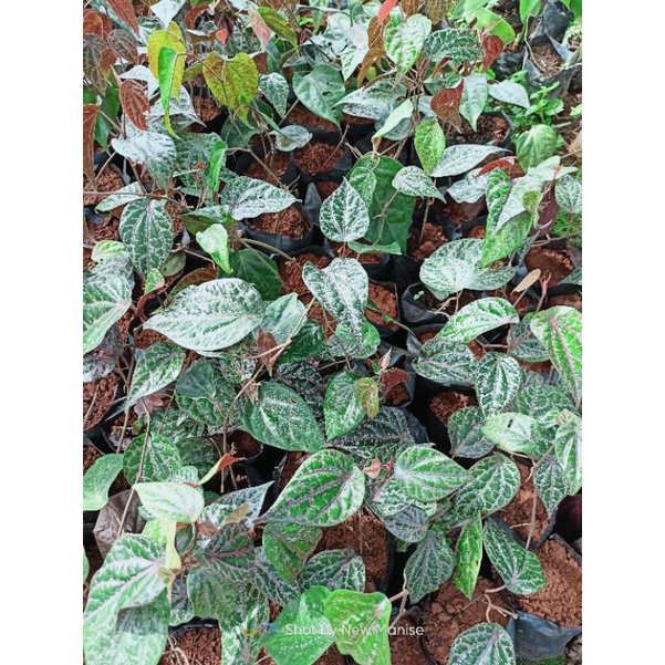 Jual Bibit Suruh Merah | Shopee Indonesia