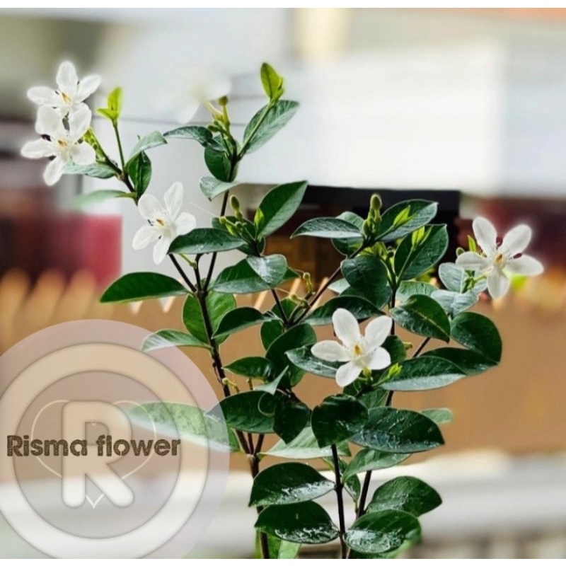 Jual SUDAH BERBUNGA Tanaman hias pohon bunga melati Jasmine / bunga ...