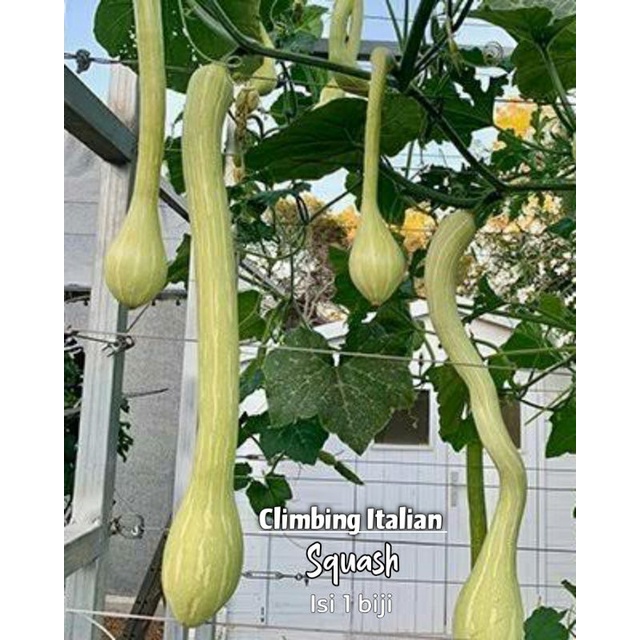 Jual Climbing Italian Squash (Courgette Trombetta D'Albenga ...