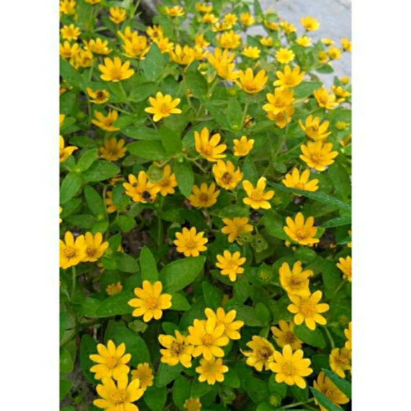 Jual Bibit Pohon Berakar Matahari Mini Bunga Seribu Bintang Kuning ...