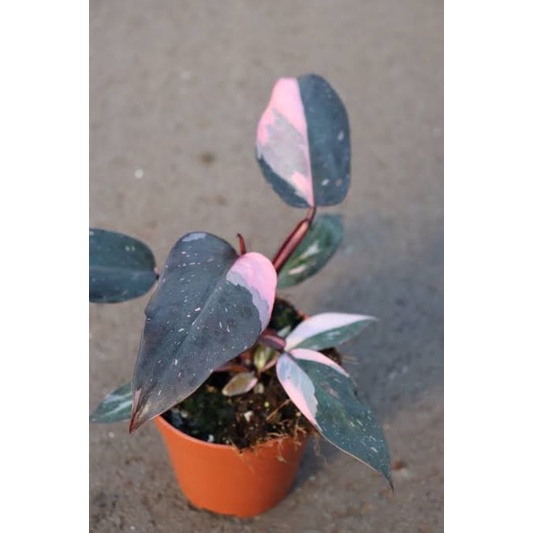 Jual Philo pink princess | Shopee Indonesia