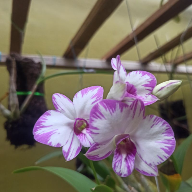 Jual Anggrek Dendrobium Enobi Splash / anggrek mini / murah / bagus ...
