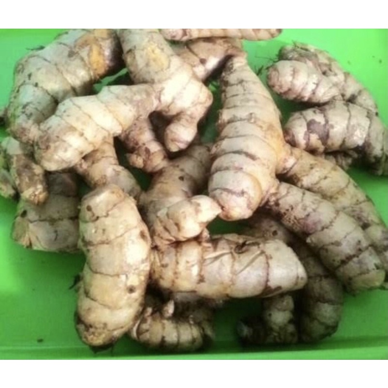 Jual temu hitam/500g/ASLI temu ireng | Shopee Indonesia