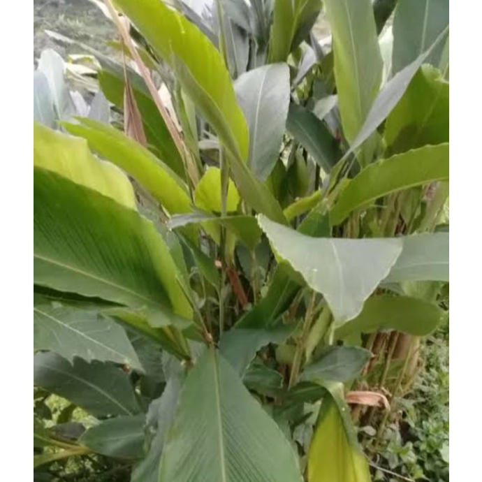 Jual DAUN HANGASA,WRESAH,RENGGAS segar | Shopee Indonesia