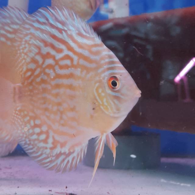 Jual Ikan Discus Tiger Mozaik 2,7 inc | Shopee Indonesia