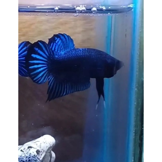 Jual Cupang Bagan Aduan | Shopee Indonesia