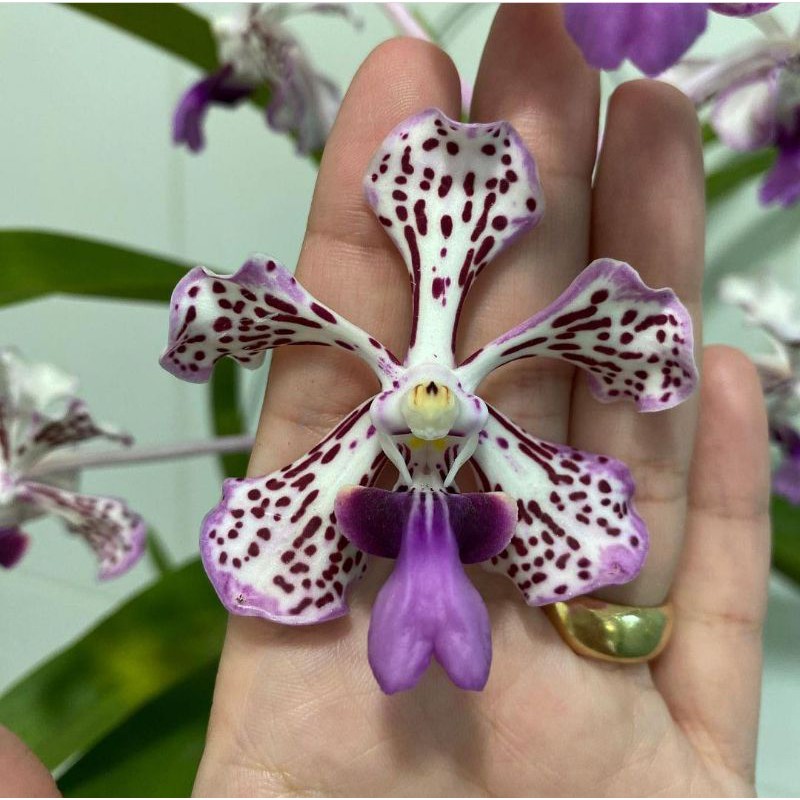 Jual Anggrek Vanda tricolor Jumbo totol ungu | Shopee Indonesia
