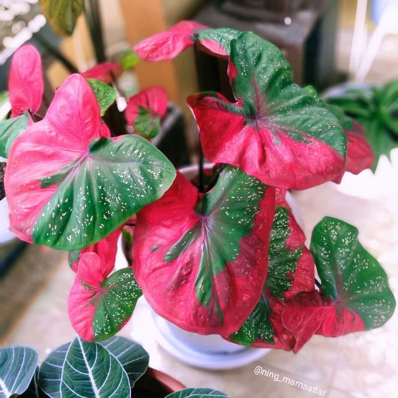 Jual Caladium baret 1-3 Daun Tanaman Keladi Hias Murah Impor Thailand ...