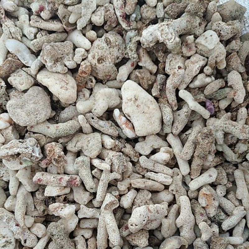 Jual Karang Jahe/Media Filter/Karang Laut/Media Filtrasi/Media Aquarium ...