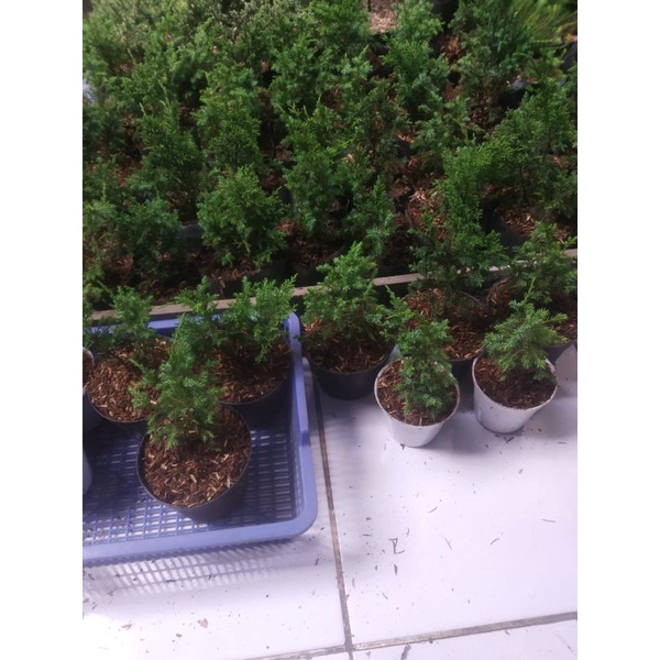 Jual Bibitan Cemara Sargenti Size Mame | Shopee Indonesia