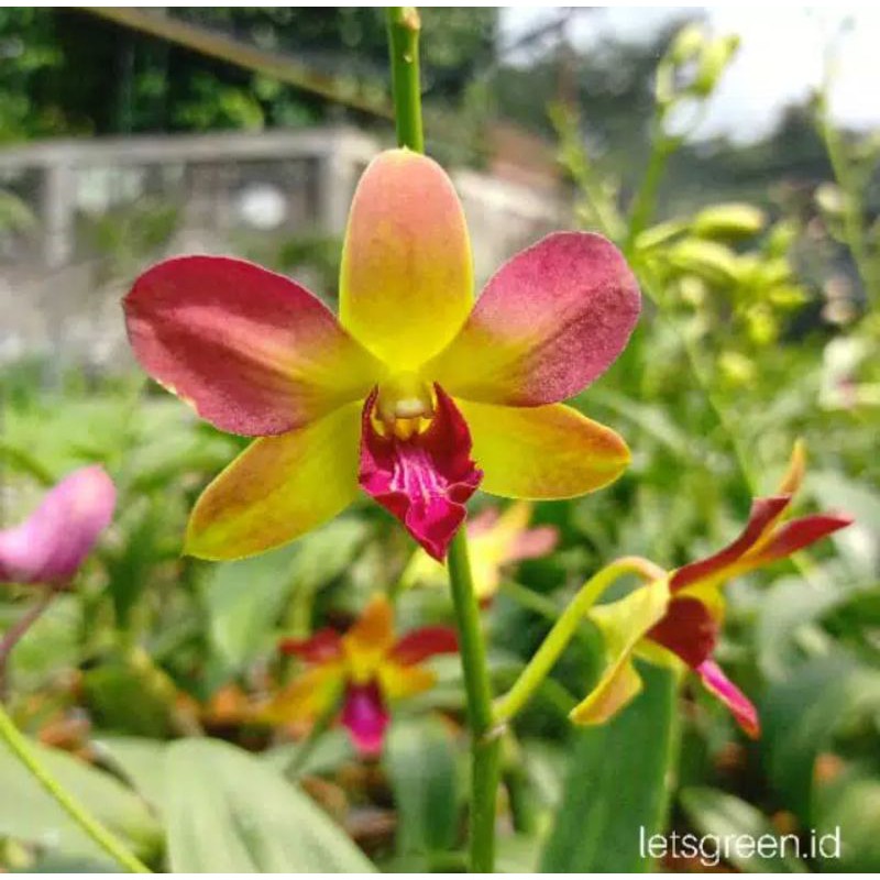 Jual Seedling Anggrek Dendrobium Morning Sun Yellow (Tanaman Hidup ...
