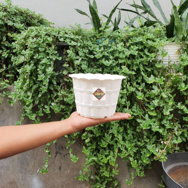 Jual pot bunga tanaman motif kayu warna putih 16cm | Shopee Indonesia