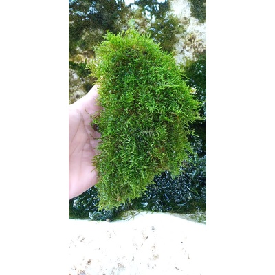 Jual java moss permika 18x12 | Shopee Indonesia