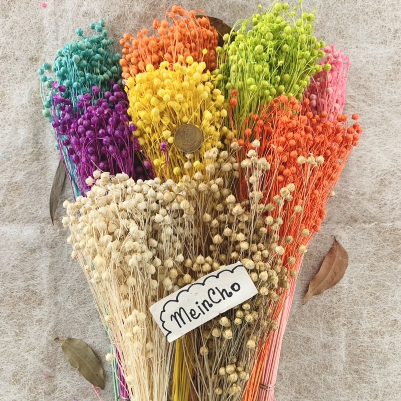 Jual (40-50gr) GROSIR Bunga Kering LINO CORIANDER Preserved Flower ...