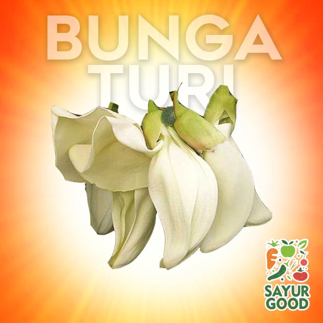 Jual Bunga Turi / Kembang Turi / Pack (Sayur Segar) | Shopee Indonesia