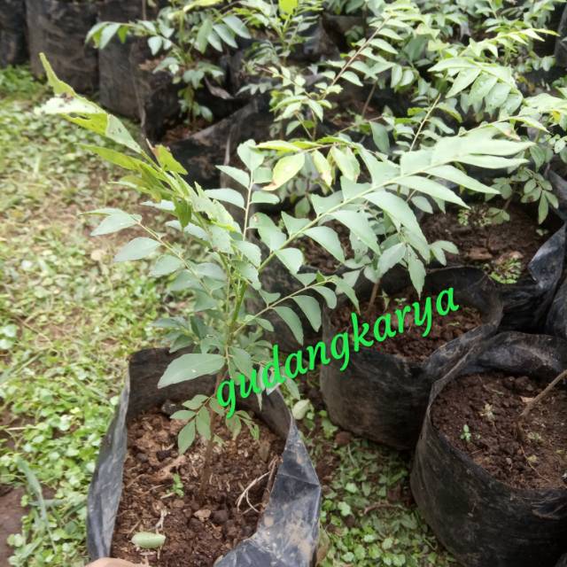 Jual Bibit pohon salam koja atau temuru daun kare | Shopee Indonesia