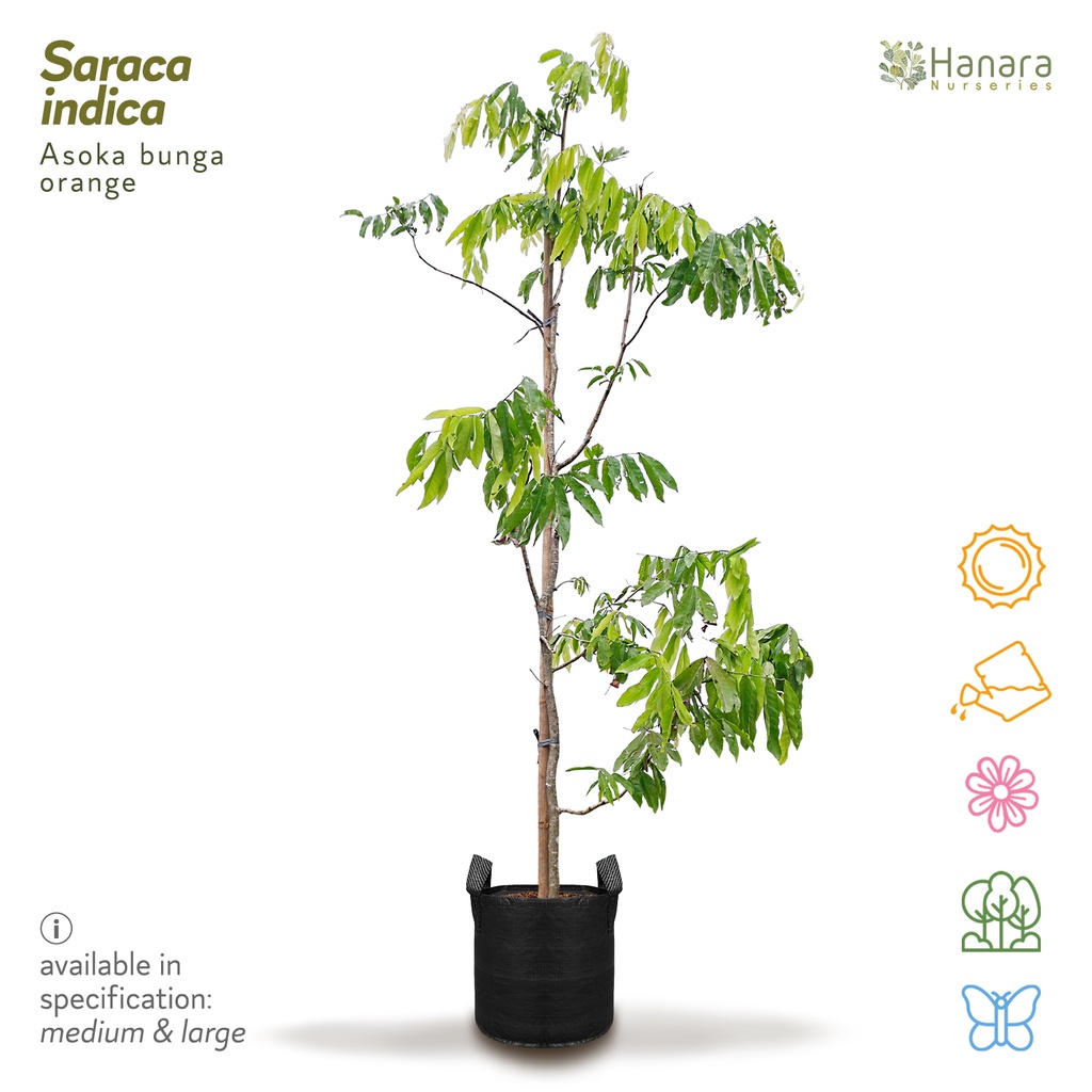 Jual Saraca indica - Asoka bunga orange - pohon instan/instant tree ...