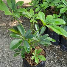 Jual Pohon Tanaman hias walisongo daun hijau / Schefflera arboricola - bunga walisongo hijau ...