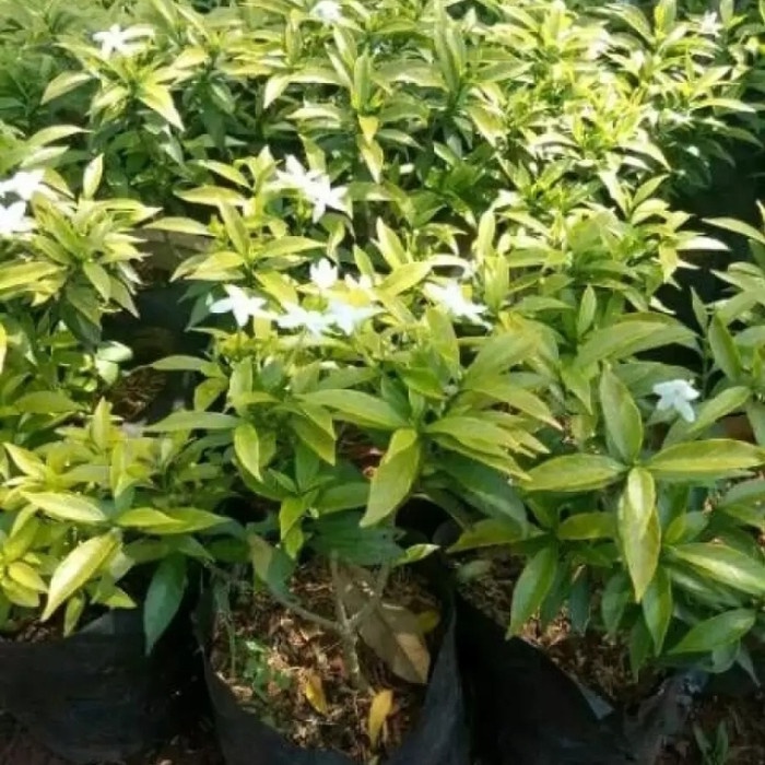 Jual tanaman rembosa mini | Shopee Indonesia