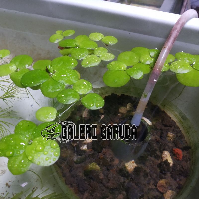 Jual Tanaman Air Frogbit / Amazon Frogbit Tanaman Air Aquascape ...