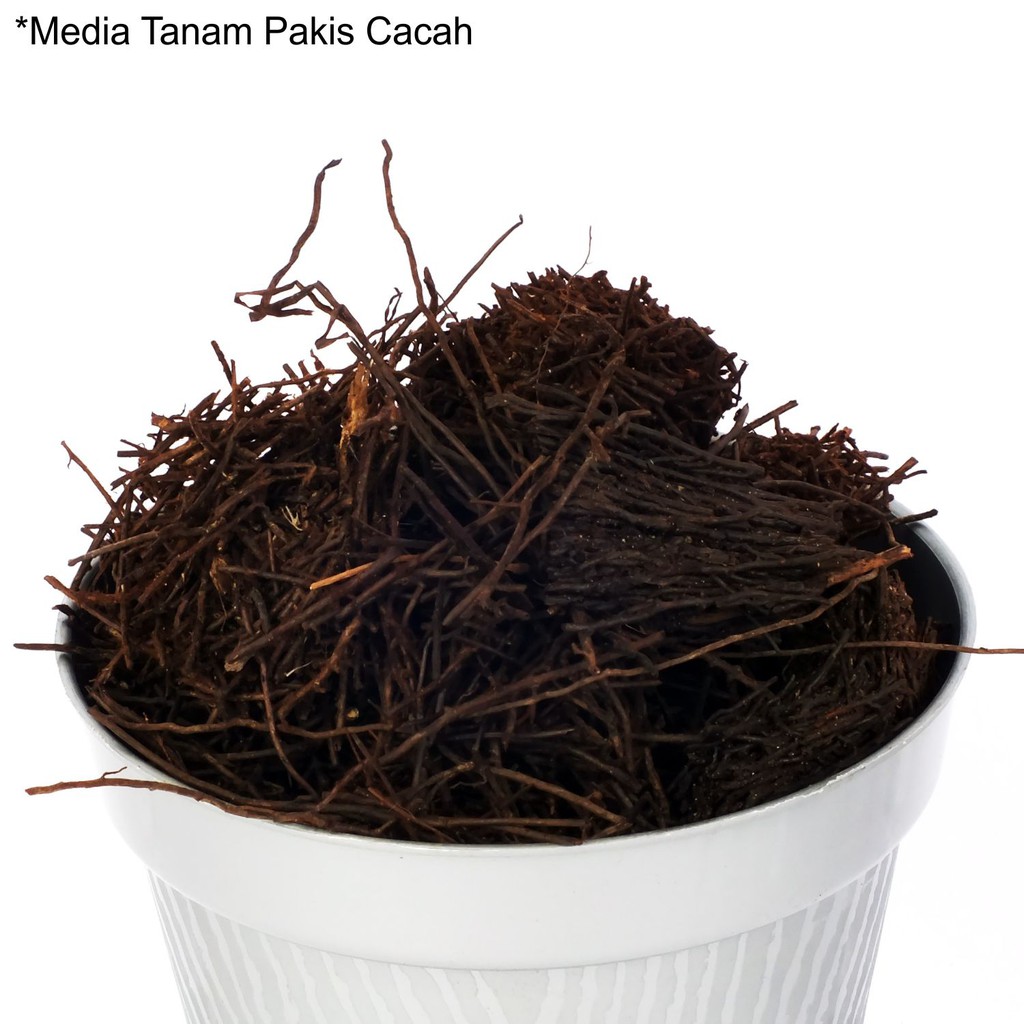 Jual Media Tanam Akar Pakis Cacah Pakis Rajang Kering - 350 Gram ...