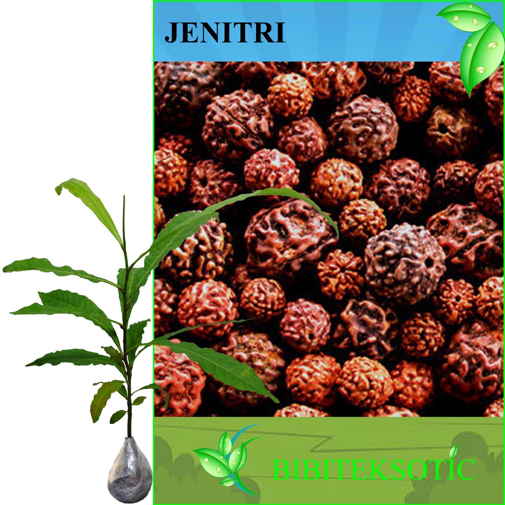 Jual Tanaman Obat Jenitri (Tinggi 30-40 cm) | Shopee Indonesia