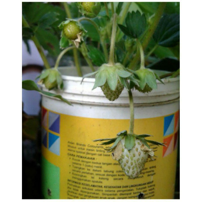 Jual Bibit Tanaman Buah Strawberry Putih-Bibit Strawberry Putih-Bibit ...