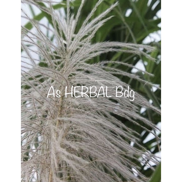 Jual Bunga tebu gajah asli perikat isi 10 tangkai | Shopee Indonesia