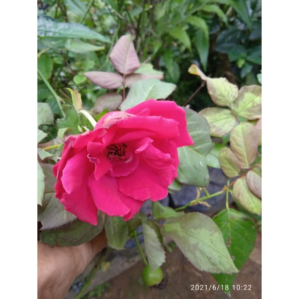 Jual batang stek bunga mawar warna merah perbatang | Shopee Indonesia