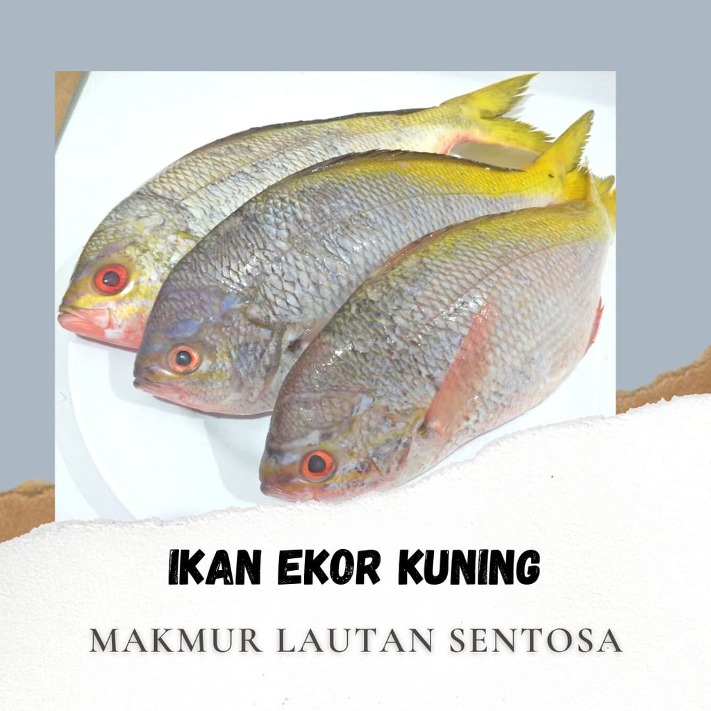 Jual IKAN EKOR KUNING FRESH SEGAR 1KG | Shopee Indonesia
