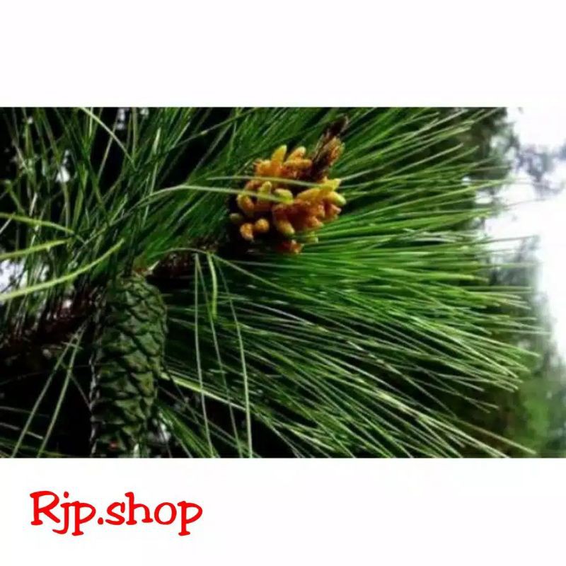 Jual DAUN PINUS SEGAR 1/2 KG | Shopee Indonesia