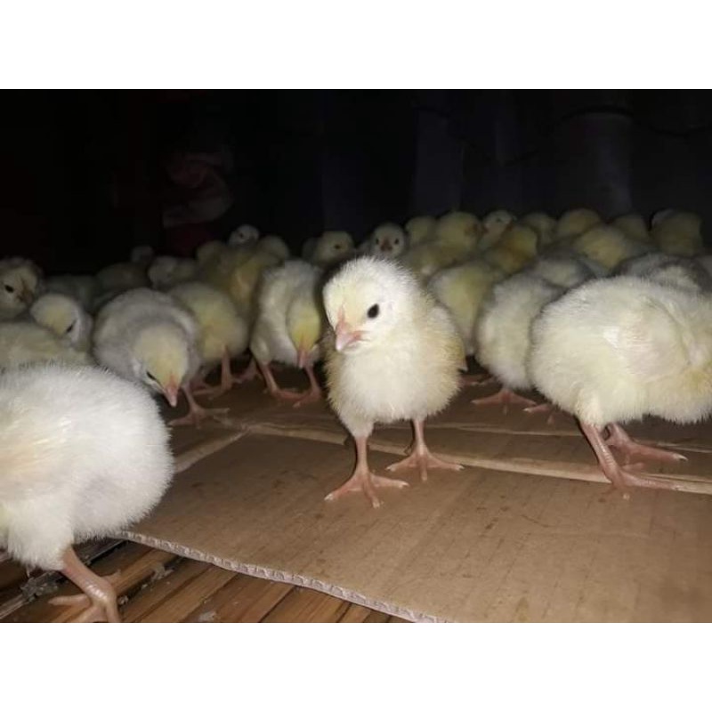 Jual Ecer DOC Broiler Bibit Anak Ayam Boiler Anakan Pedaging Negri ...